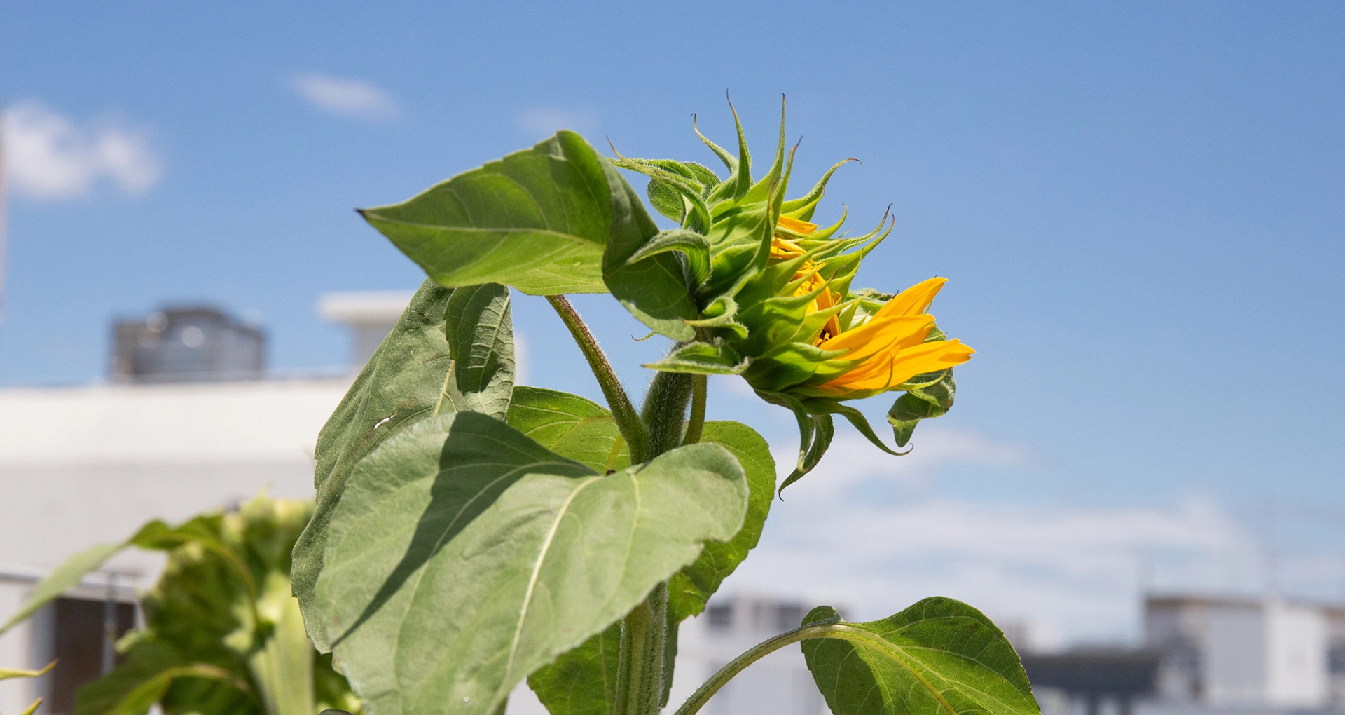 YOEN | 人と自然のあいだに