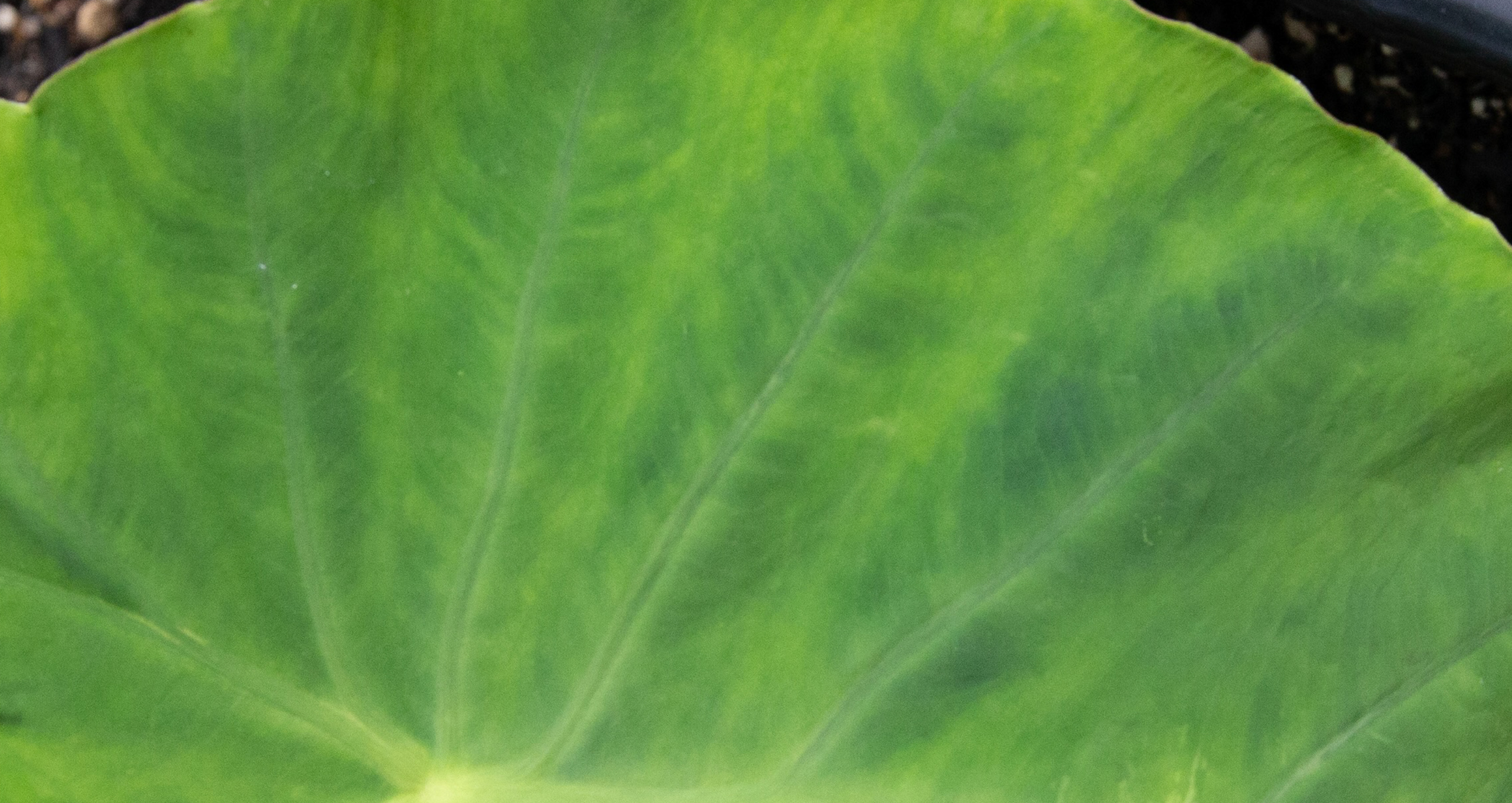 YOEN | 人と自然のあいだに